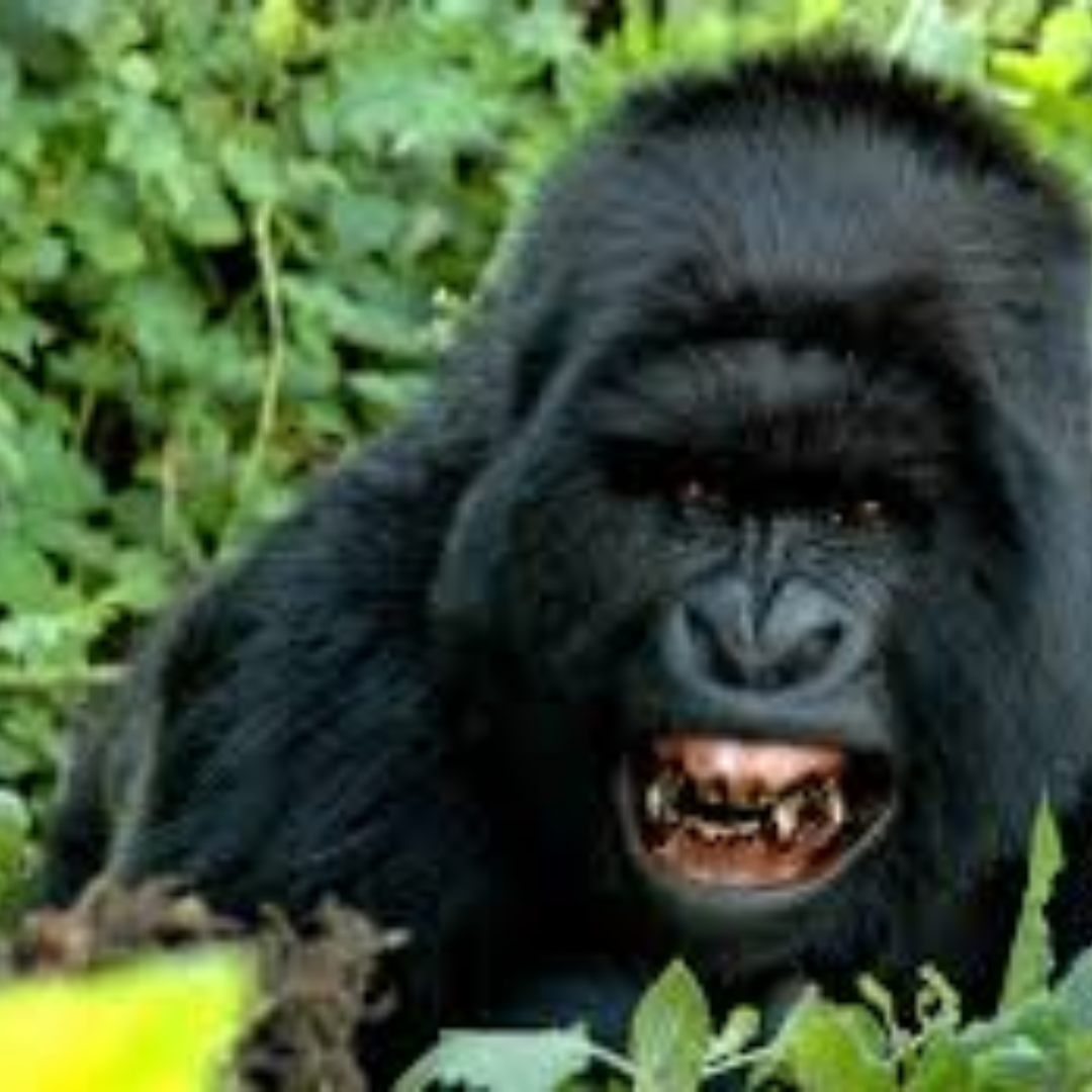 Silverback Gorilla Trekking DMCFinder - Destination Management Company